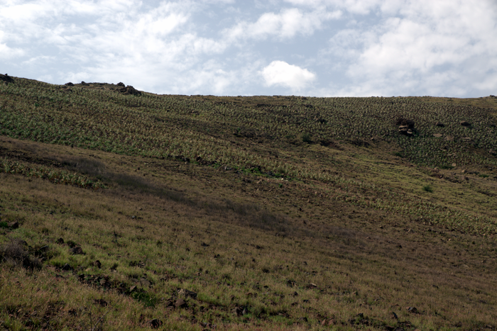 Greening of drylands despite warming due to carbon dioxide ...