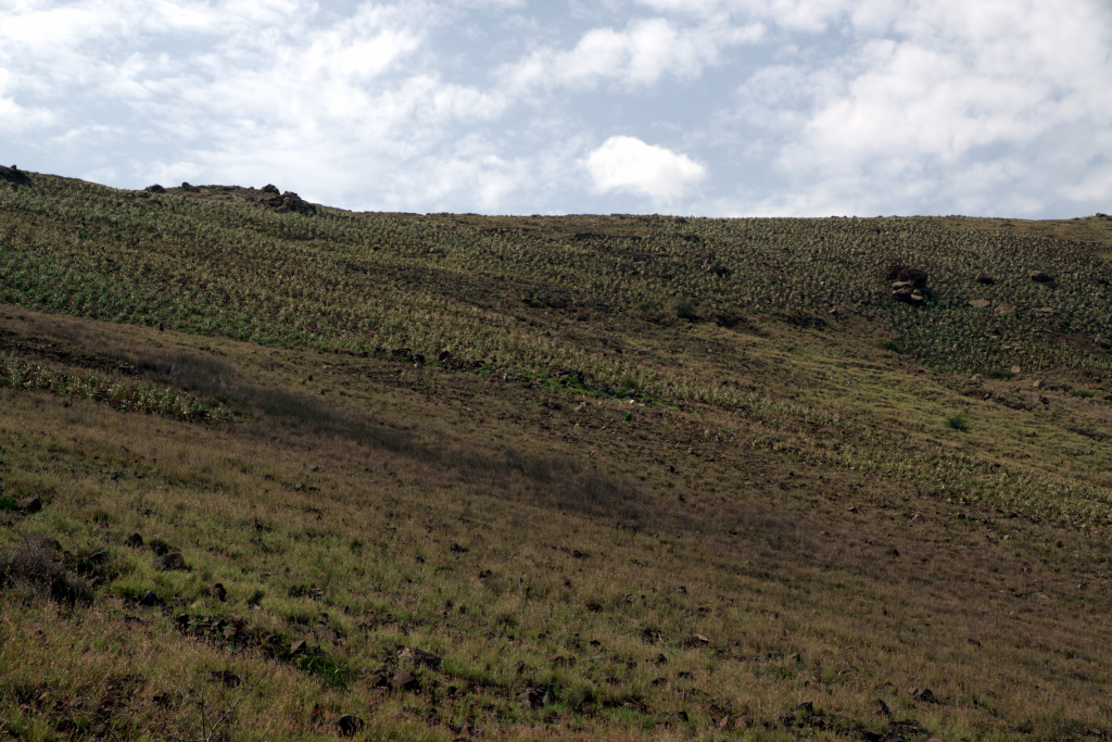 Greening of drylands despite warming due to carbon dioxide ...