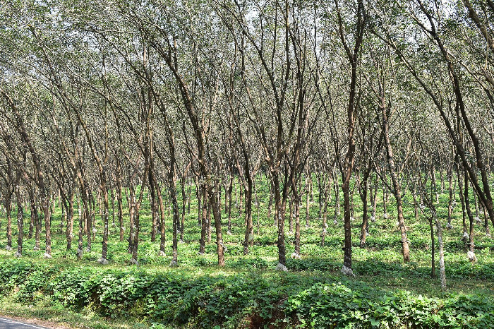 Field-scale evidence for soil organic carbon response to enhanced rock ...